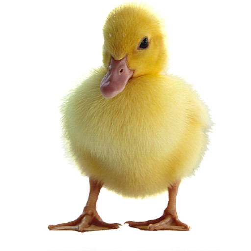 Patoso